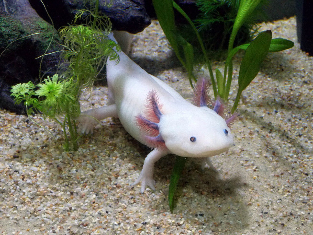 13 Types of Axolotl Colors & Morphs (With Info & Pictures) | PangoVet