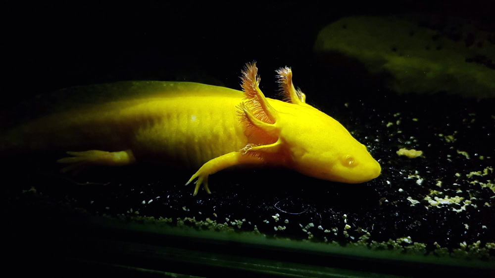 13 Types of Axolotl Colors & Morphs (With Info & Pictures) | PangoVet