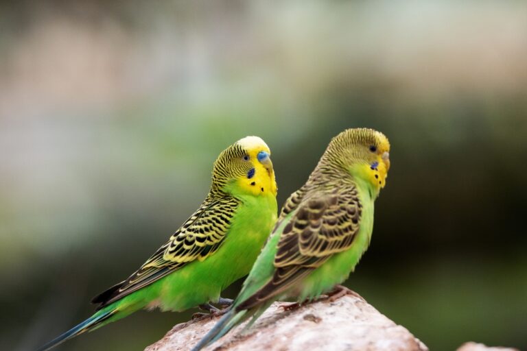 How to Tell the Age of a Parakeet: Our Vet Explains 5 Easy Methods ...