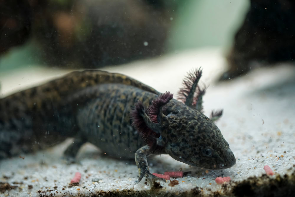 13 Types of Axolotl Colors & Morphs (With Info & Pictures) | PangoVet