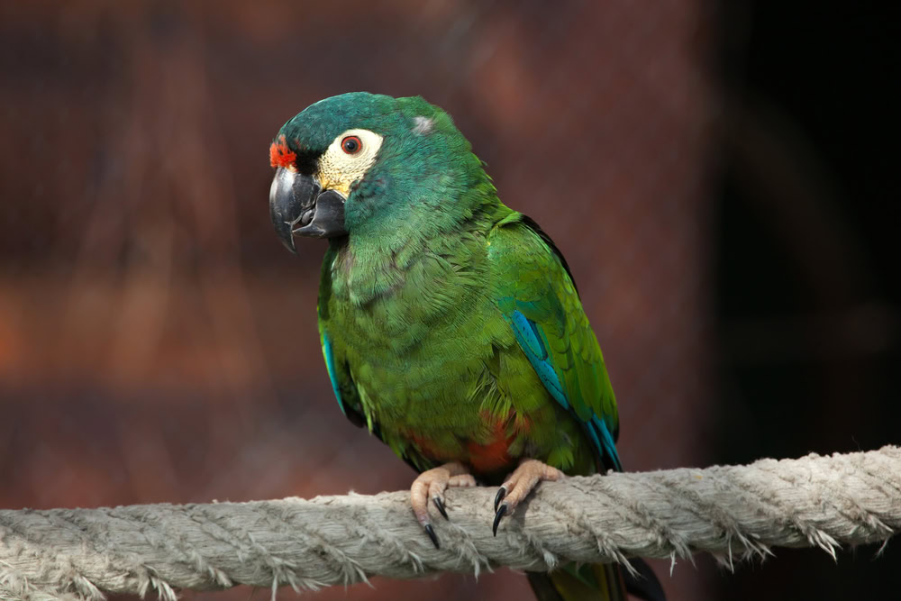 Mini Macaws as Pets: Info, FAQ & Care Guide (With Pictures) | PangoVet