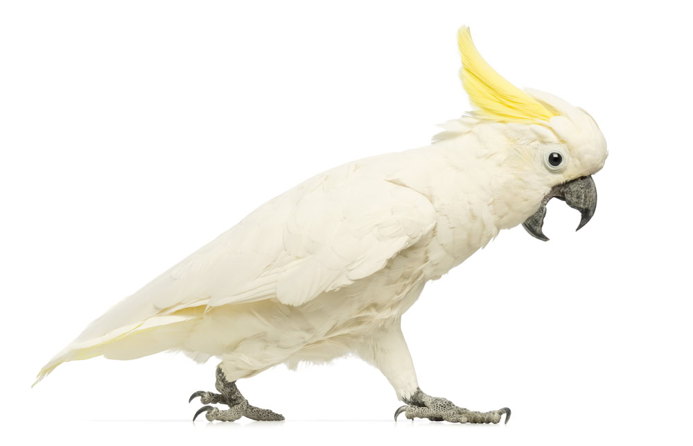 Sulfur Crested Cockatoo Behavior