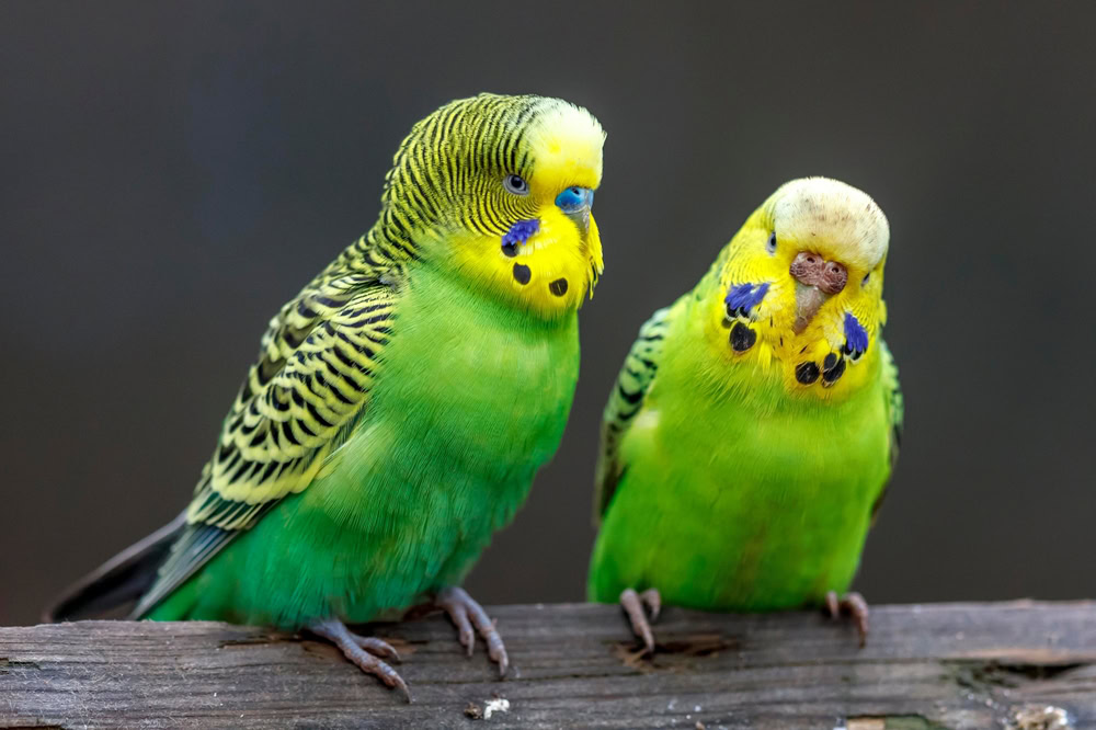 10 Most Popular Pets in the UK in 2025 (With Info & Pictures) | PangoVet