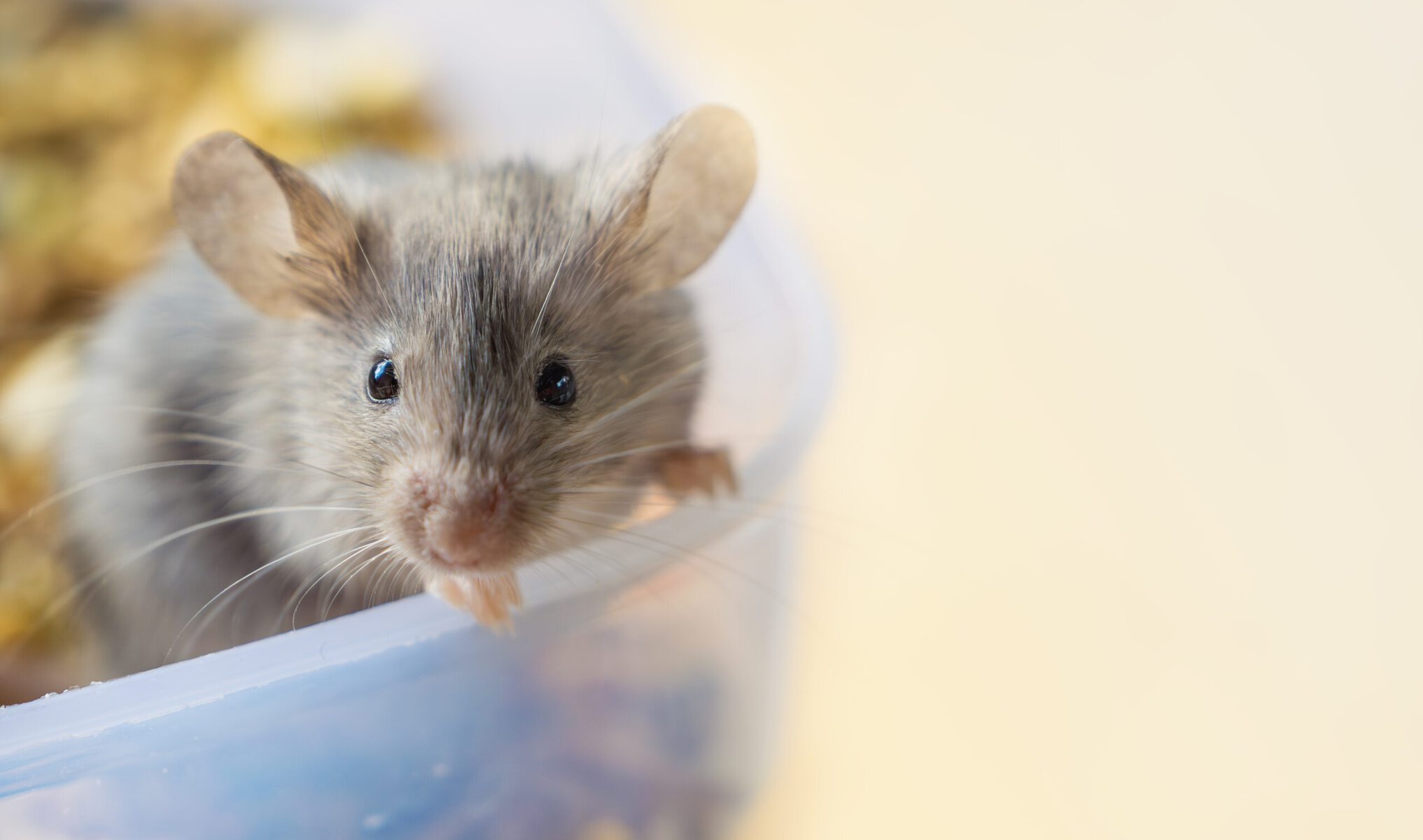 How to Tell If a Pet Mouse Is Pregnant: 6 Vet-Approved Signs | PangoVet