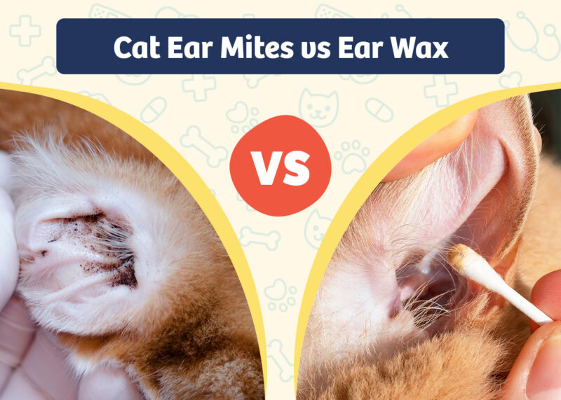 Cat Ear Mites Vs Ear Wax Vet Reviewed Differences With Pictures Pangovet