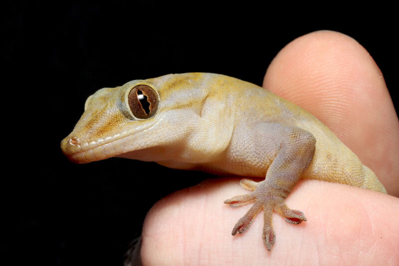 Golden Gecko: Facts, Pictures, Info & Care Guide | PangoVet