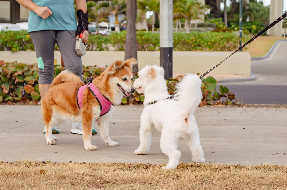 How to Teach a Dog to Greet Other Dogs Calmly: 10 Expert Tips | PangoVet
