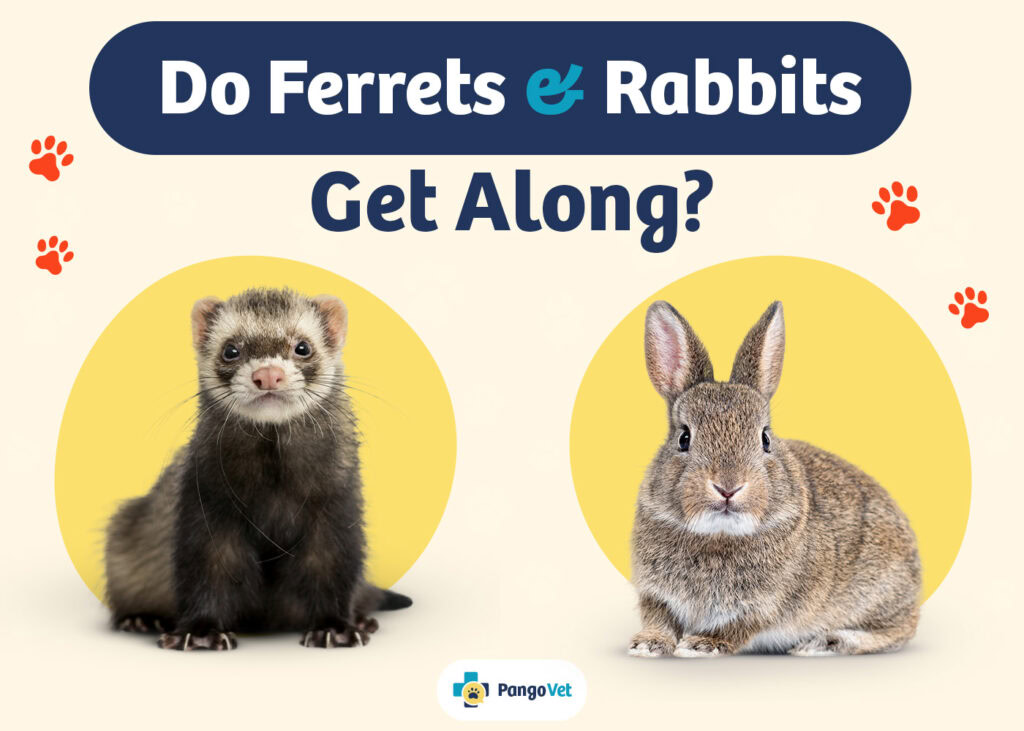 Do Ferrets Get Along With Rabbits? Important Care Facts | PangoVet