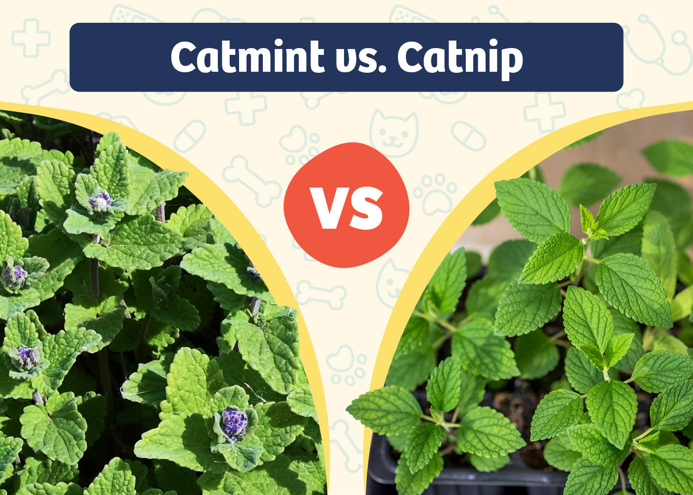 Catmint vs. Catnip: What Are The Differences? (Vet Reviewed) | PangoVet