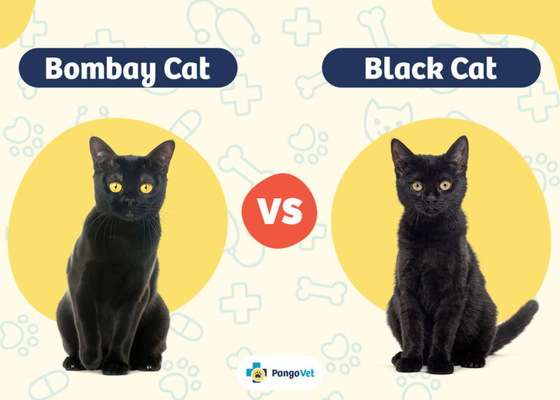 Bombay Cats vs Black Cats: The Differences (With Pictures) | PangoVet