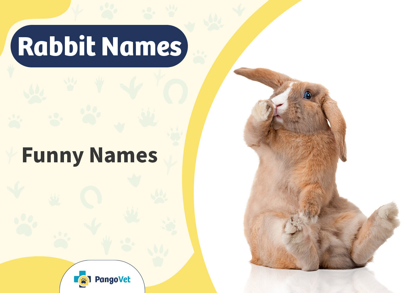100+ Funny Rabbit Names for Your Silly Bunny | PangoVet