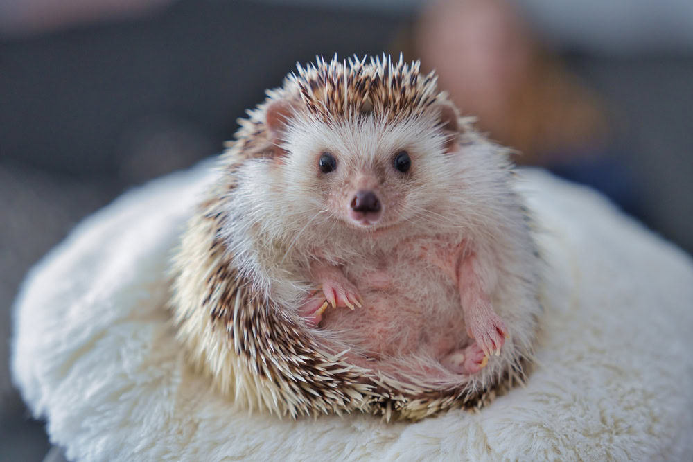 African Pygmy Hedgehog: Info, Care Guide, Pictures & Traits | PangoVet