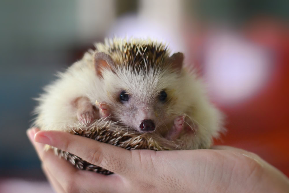 African Pygmy Hedgehog: Info, Care Guide, Pictures & Traits | PangoVet