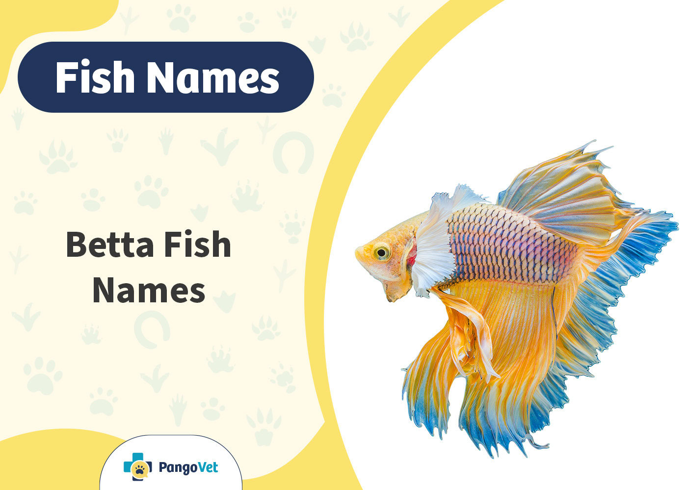 100+ Betta Fish Names: Ideas for Unique & Cool Fish | PangoVet 100+ Betta Fish Names: Ideas for Unique & Cool Fish | PangoVet