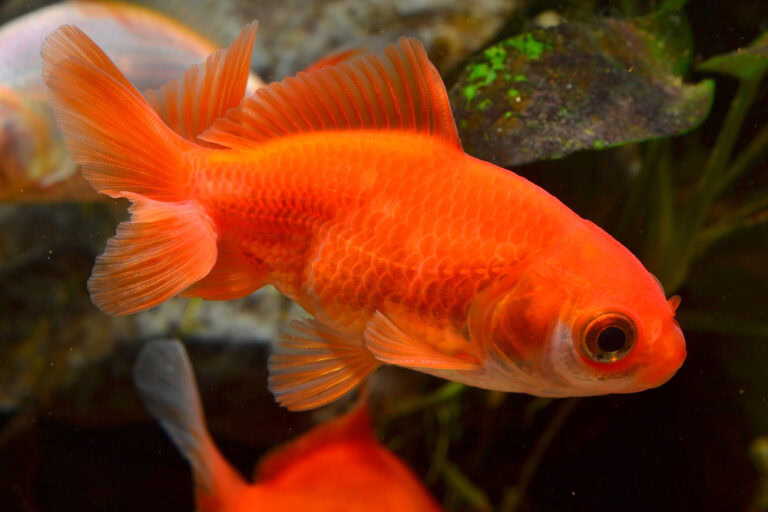 Wakin Goldfish: Info, Pictures, Care Guide & More | PangoVet
