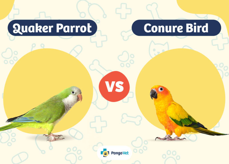 Quaker Parrot vs Conure: Main Differences (With Pictures) | PangoVet