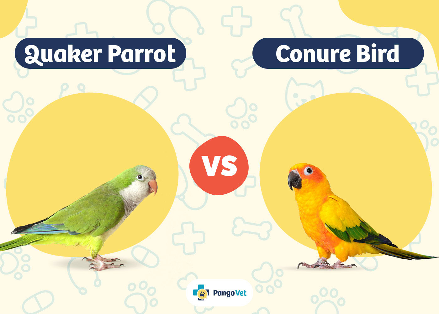 What Size Is A Quaker Parrot - Infoupdate.org What Size Is A Quaker Parrot - Infoupdate.org