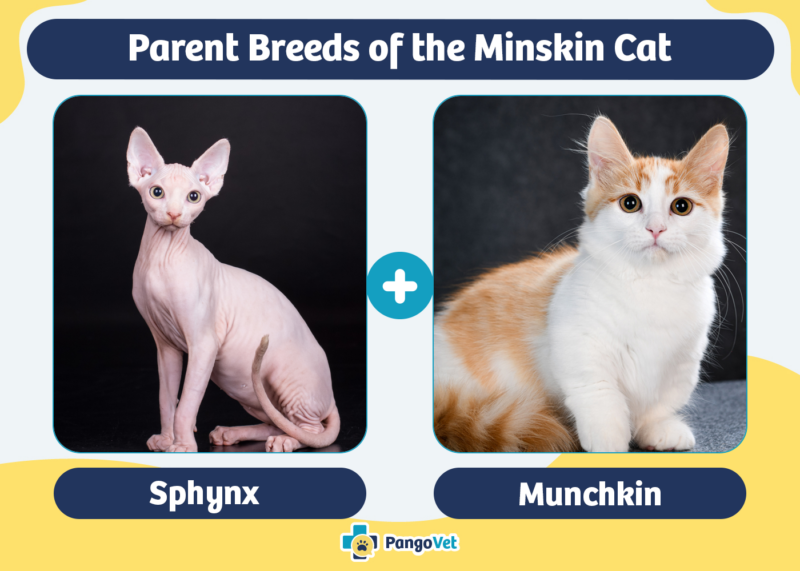 Minskin Cat: Breed Info, Pictures, Temperament & Traits | PangoVet