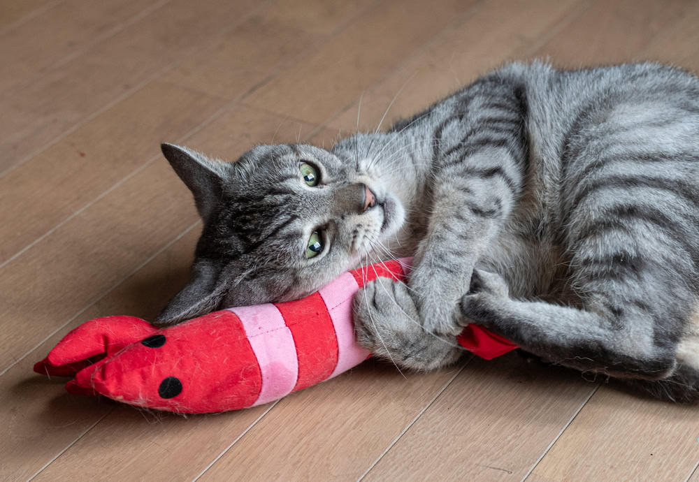 The Most Popular Cat Names That Start With N - SmartPetFinds
