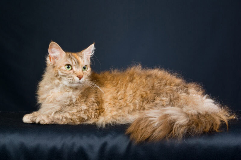 Tennessee Rex Cat Breed: Info, Pictures, Care Guide & More | PangoVet