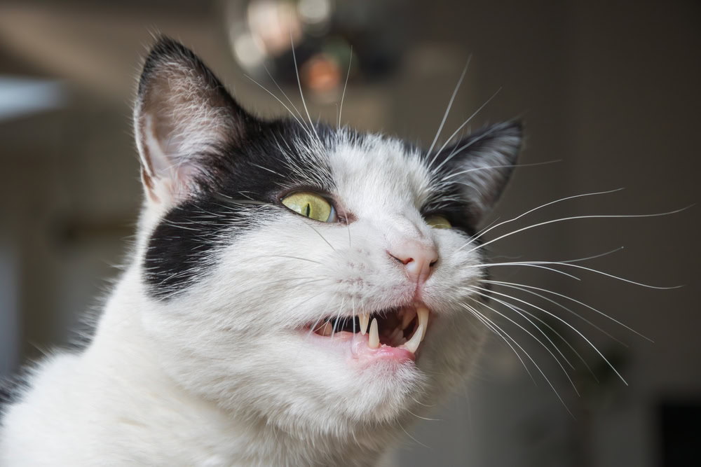 What Is the Flehmen Response in Cats? Vet Approved Signs, Causes & FAQ ...