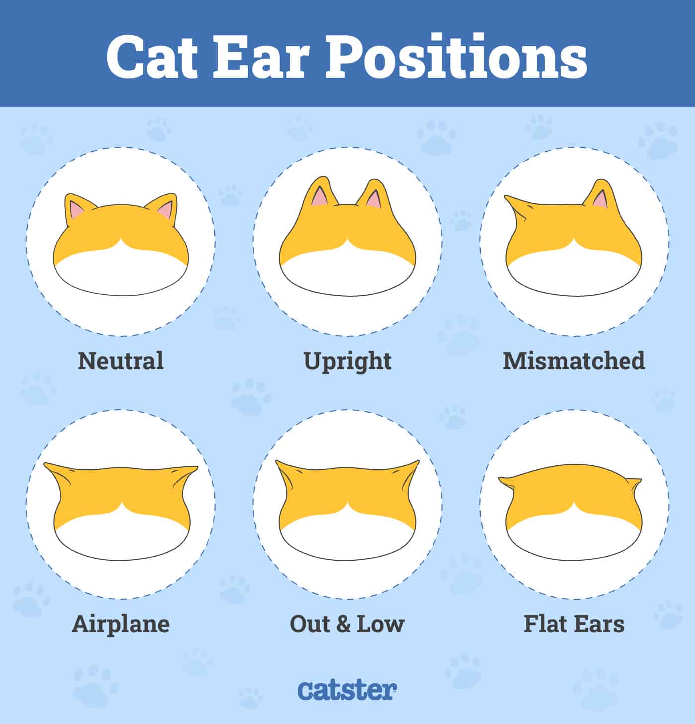 25 Ways Your Cat Is Communicating With You: Vet-Reviewed Facts | PangoVet