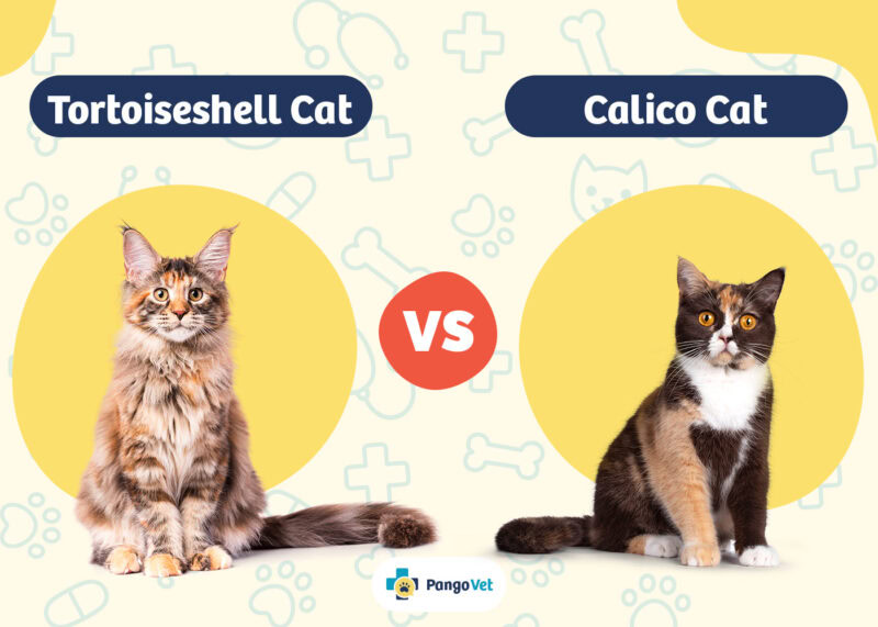Tortoiseshell Cat vs. Calico Cat: Visual Differences & Overview (With ...
