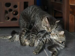 Cat mate store