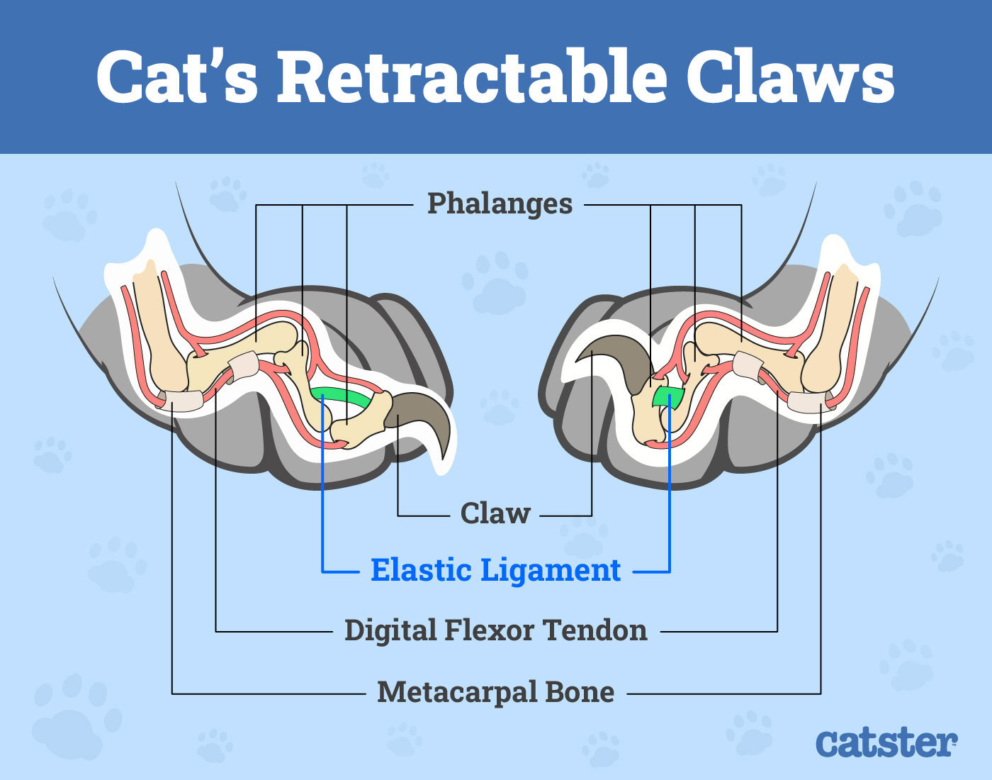 Semi Retractable Claws How To Escape From A Lion Or Cheetah The
