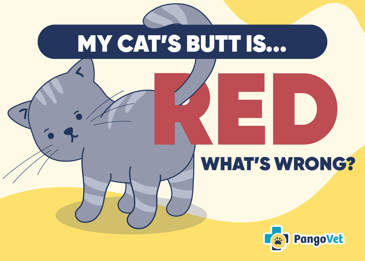 17 Fascinating Cat Whisker Facts to Know: Vet-Verified Info | PangoVet