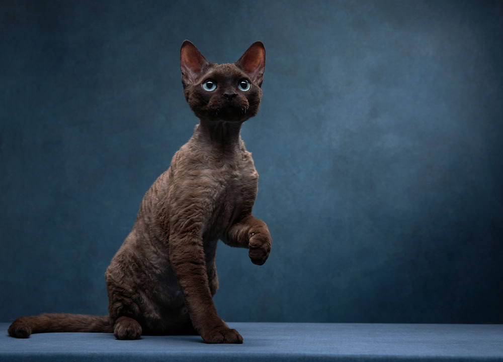 20 Amazing Devon Rex Colors & Patterns (With Info & Pictures) | PangoVet