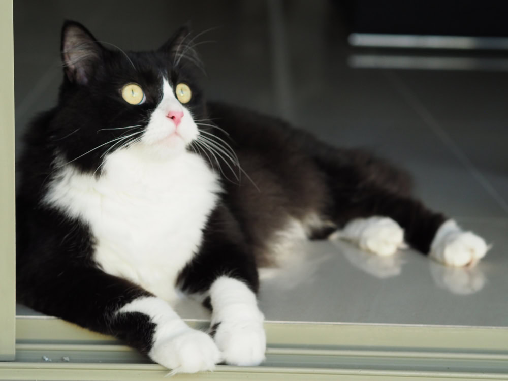 Tuxedo Ragdoll Cat: Info, Pictures, Facts & History | PangoVet