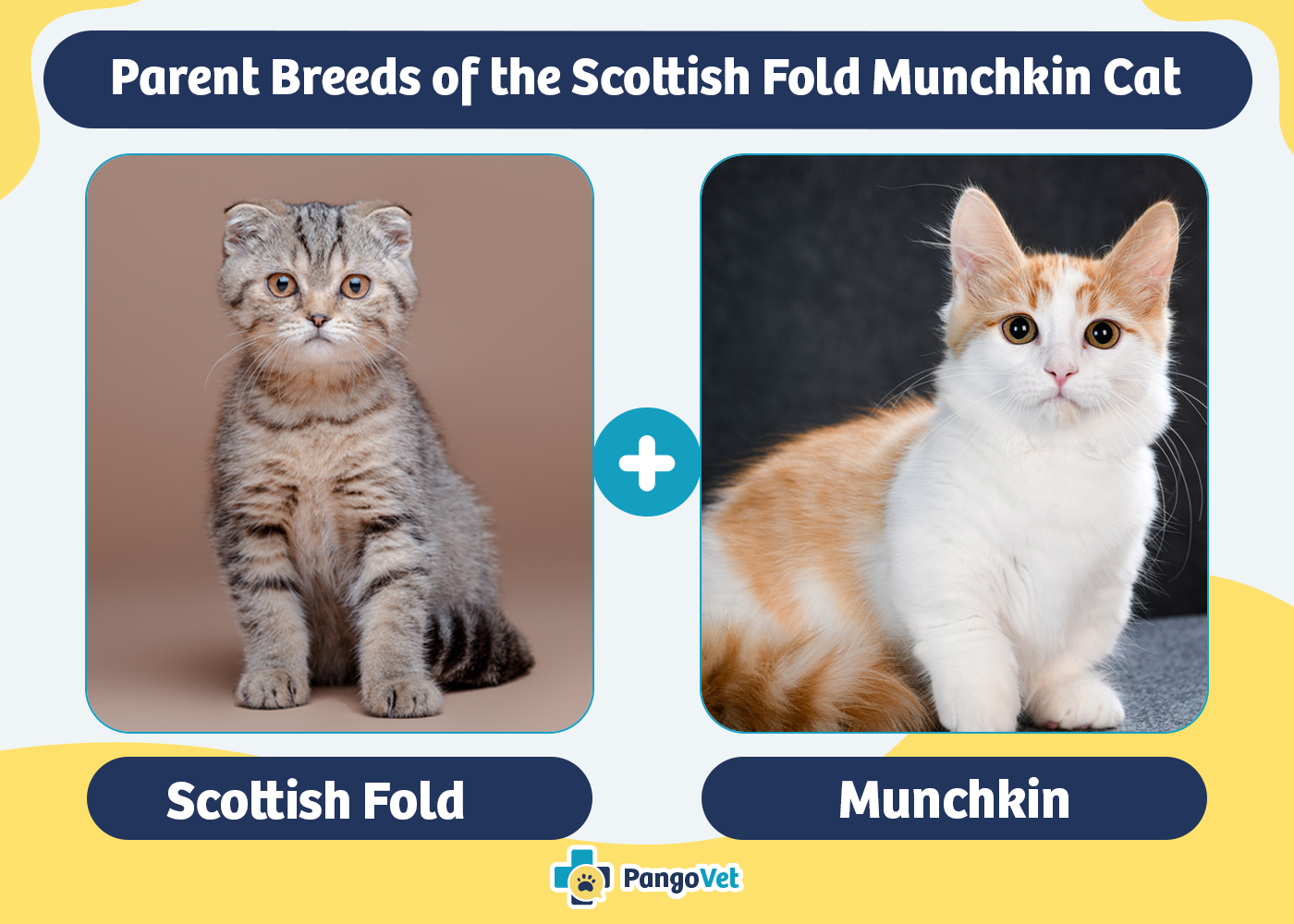 Scottish Fold Munchkin Cat Breed: Info, Pictures, Care Guide & Traits ...