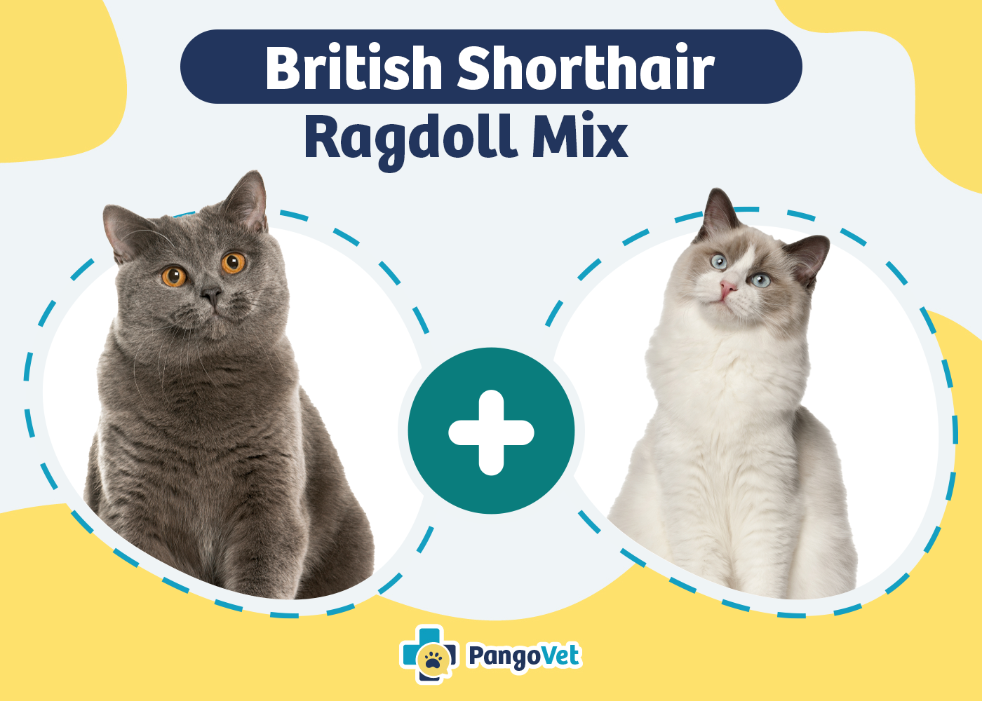 Ragdoll British Shorthair Mix: Info, Pictures, Care Guide & Traits ...