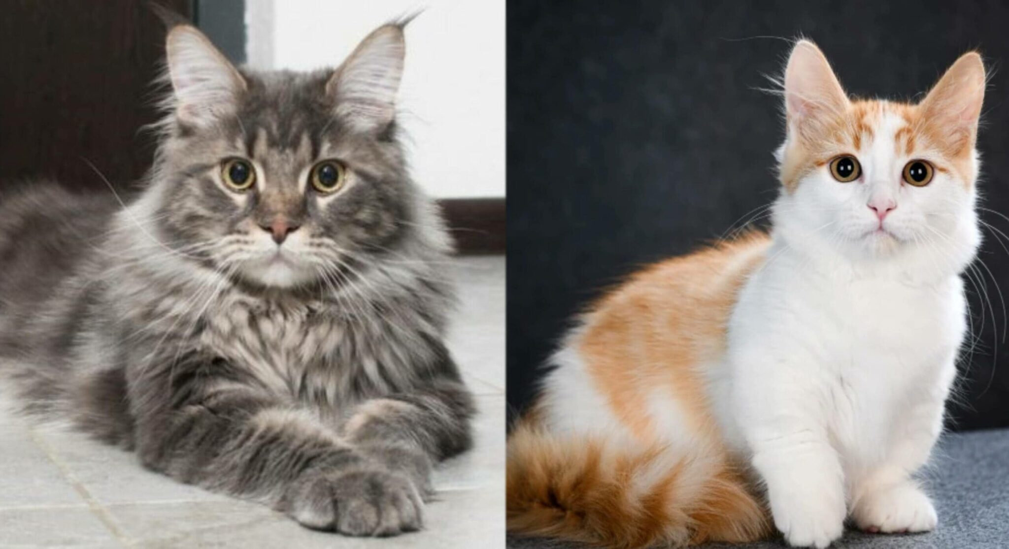Maine Coon Munchkin Breed Info: Pictures, Temperament & Traits | PangoVet