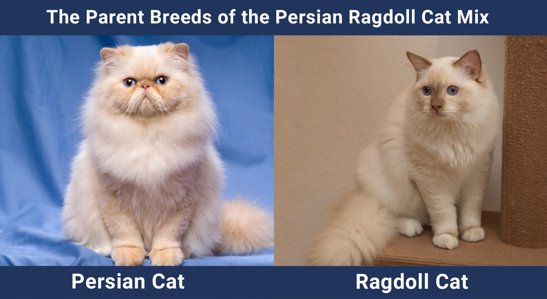 Persian Ragdoll Cat Mix: Info, Pictures, Care Guide & Traits | PangoVet