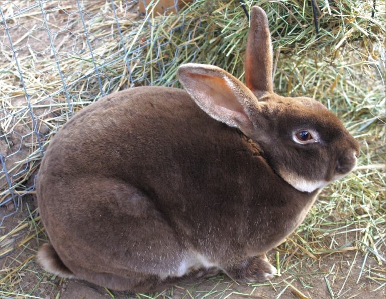 5 Common Rabbit Body Types: Vet-Reviewed Info & Pictures | PangoVet