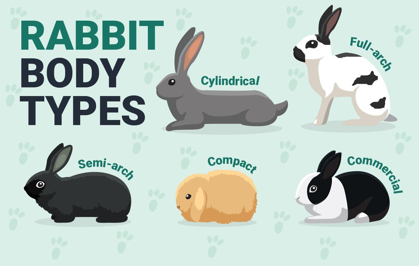 5 Common Rabbit Body Types: Vet-Reviewed Info & Pictures | PangoVet
