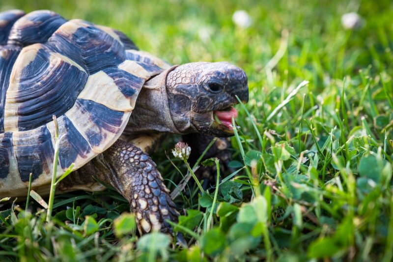 Greek Tortoise: Info, Pictures, Care Sheet & More | PangoVet