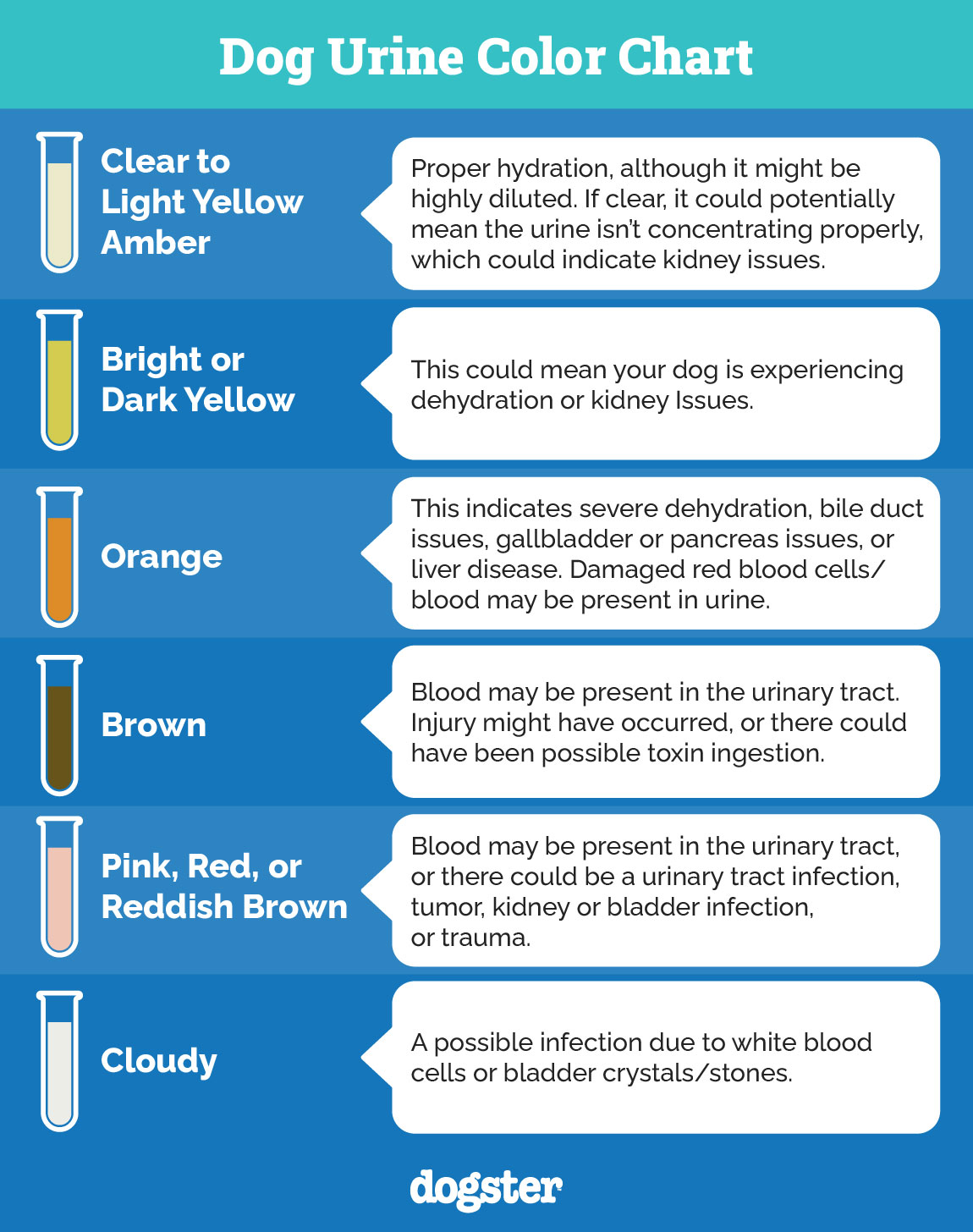 Dog Urine Color Chart: Vet-Verified Guide on Normal or Concerning Signs ...