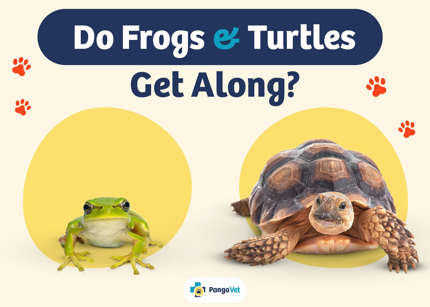 Can Frogs and Turtles Live Together? Vet-Reviewed Risks & Safety Tips ...