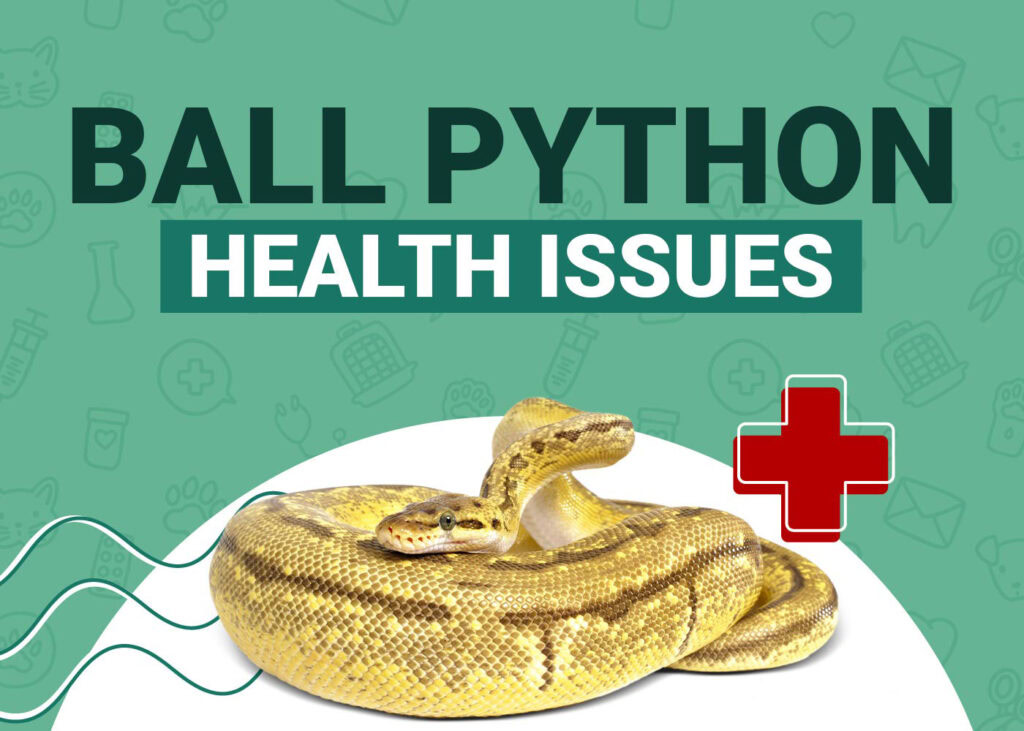 Do Ball Python Bites Hurt? Why It Happens & What You Can Do (Vet Answer ...