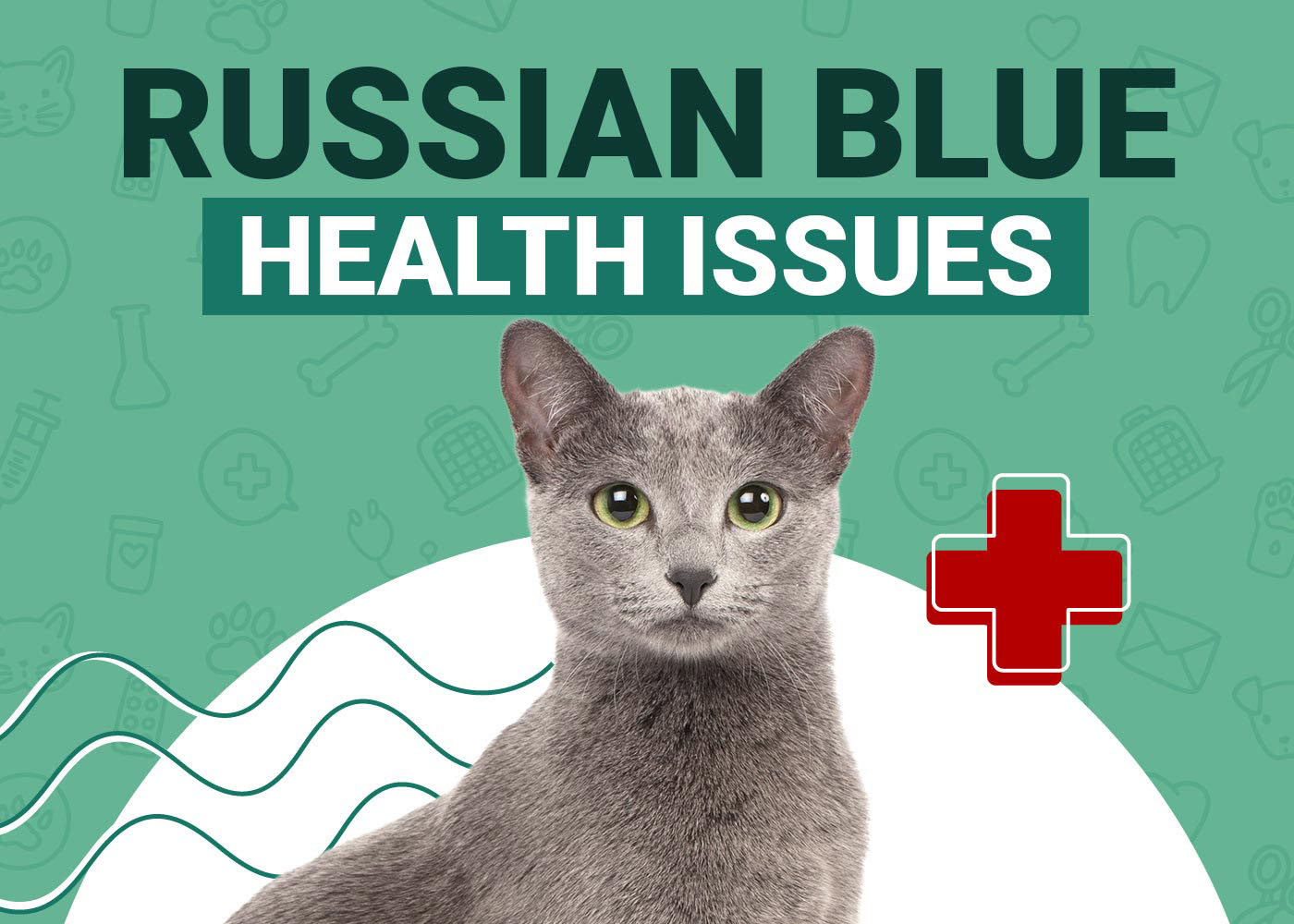Russian Blue Cat Health Problems: 11 Common Concerns | PangoVet