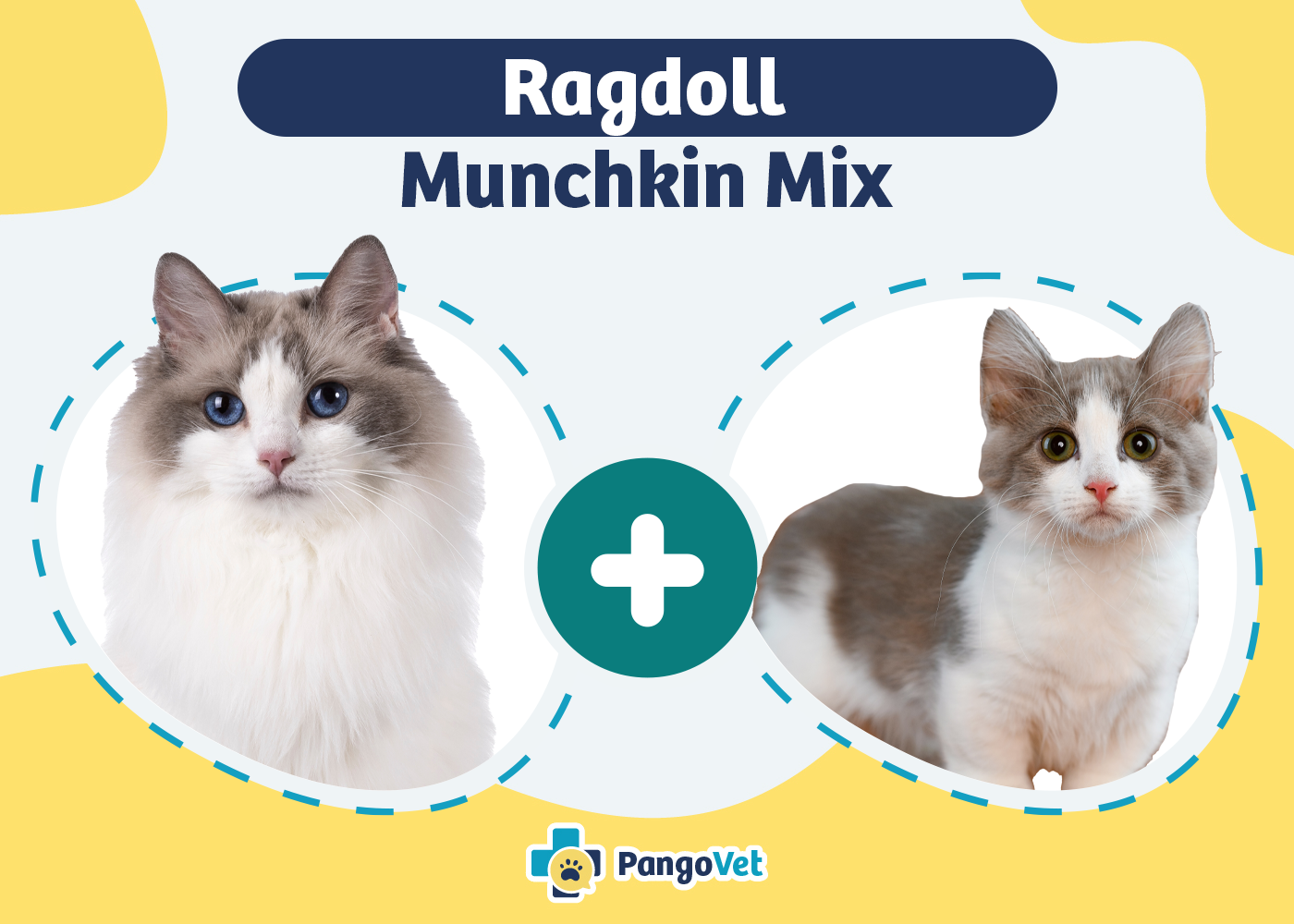 Gatitos Munchkin De Ragdoll 390+ Ragdoll Cat Stock Illustrations,