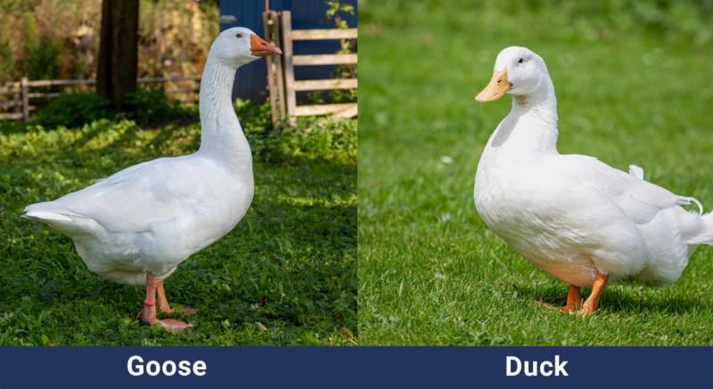 Goose vs. Duck: Visual Differences & Characteristics | PangoVet