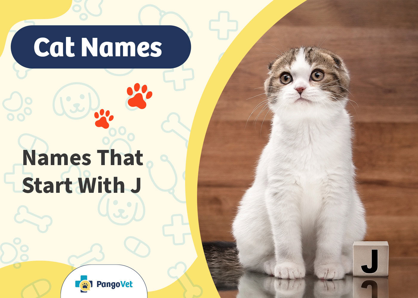 The Most Popular Cat Names That Start With J for Your New Joy | PangoVet