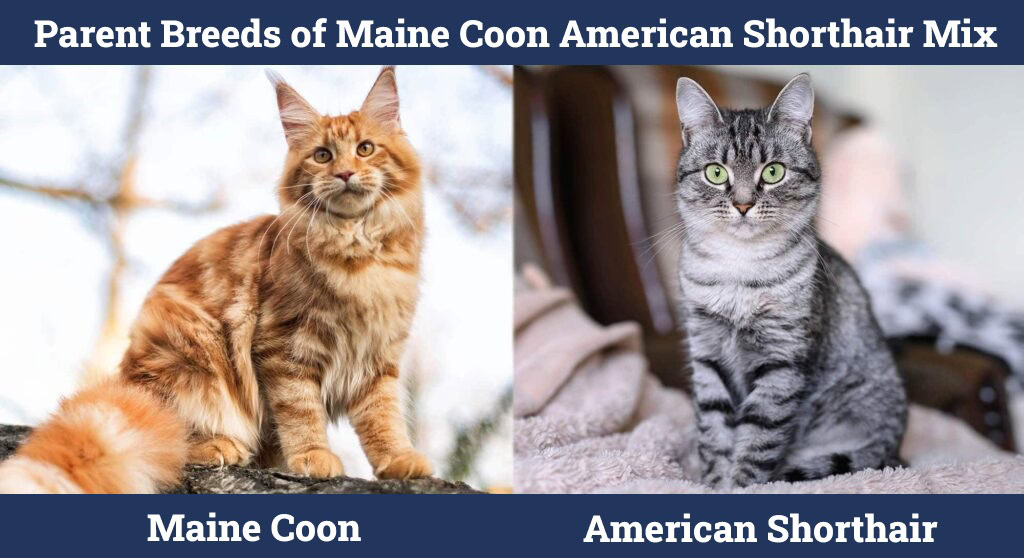 Maine Coon American Shorthair Mix: Info, Pictures, Care & More | PangoVet