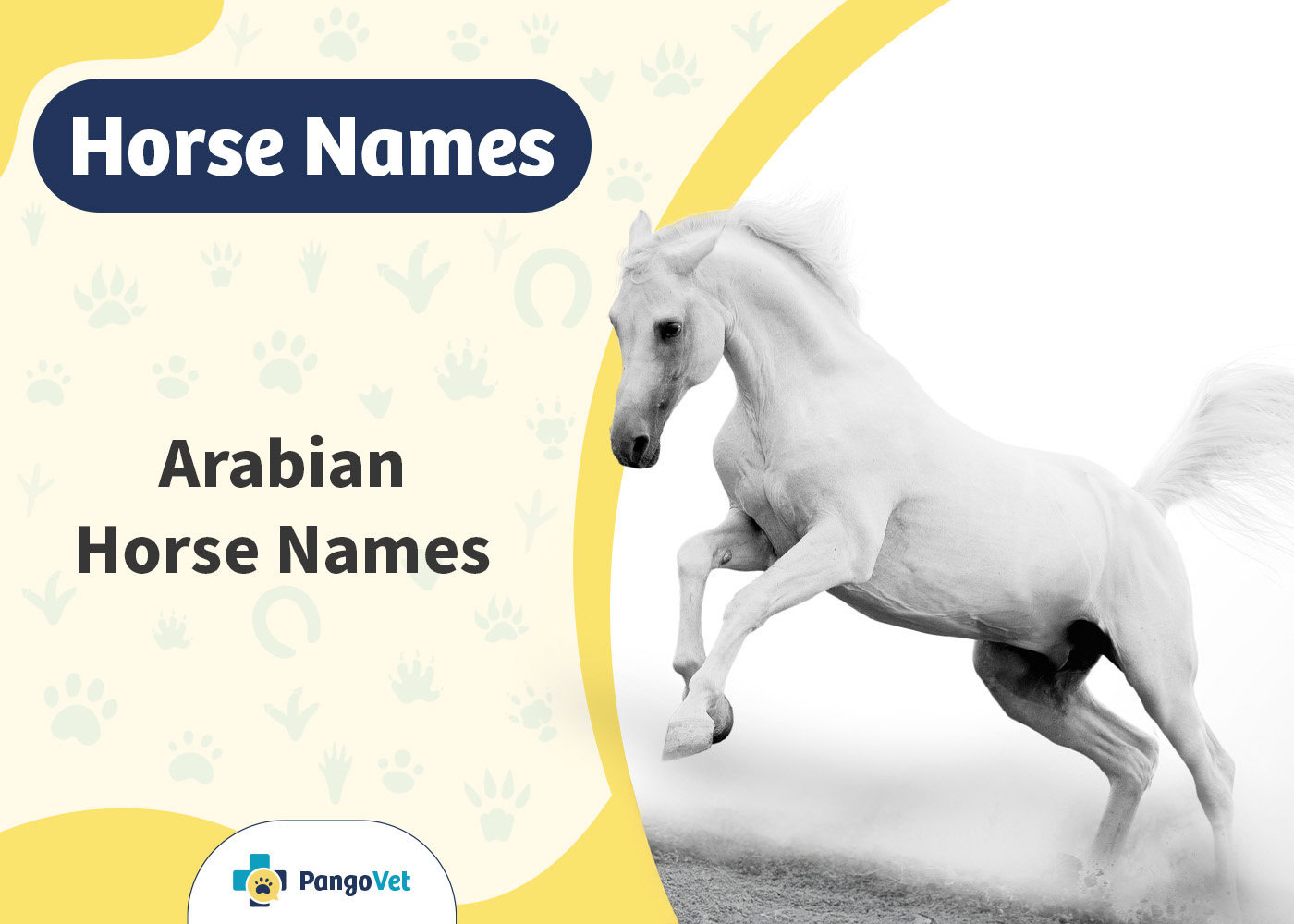 Arabian Horse Names Cavallo Arabo -- Arabian Horse | DOHA SOUQ