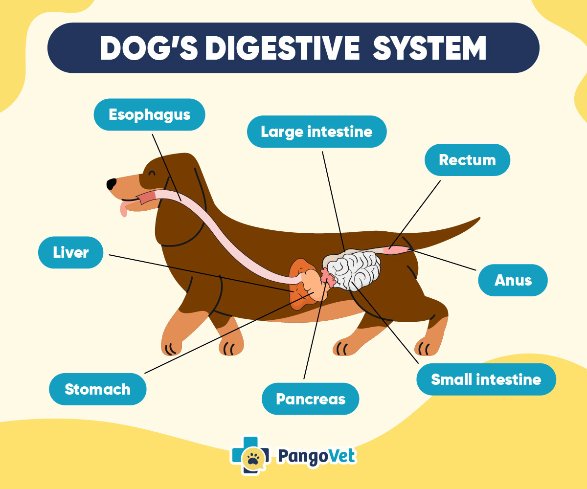 Intestinal Blockage in Dogs: Vet-Reviewed Causes, Signs & Care | PangoVet