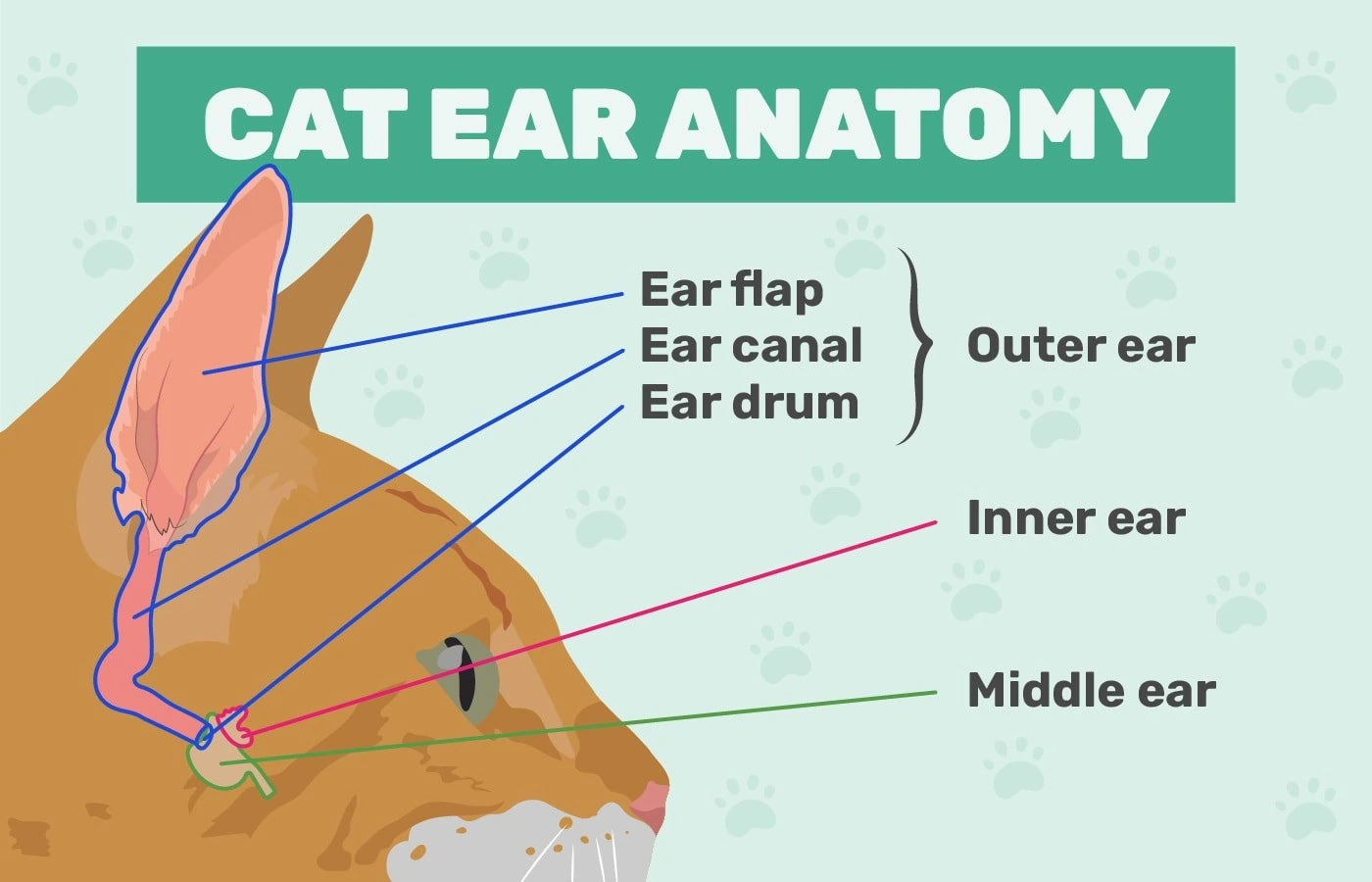 Cat Ear Mites vs Yeast Infection: Vet-Reviewed Differences (With ...